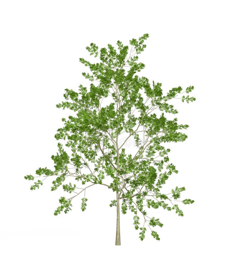 Young Ash Tree Isolated on White Background Stock Illustration ...