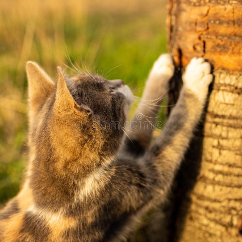 116 Claws Sharpen Tree Stock Photos - Free & Royalty-Free Stock Photos ...