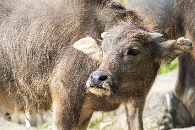 Asian buffalo stock image. Image of green, greenfields - 75013871