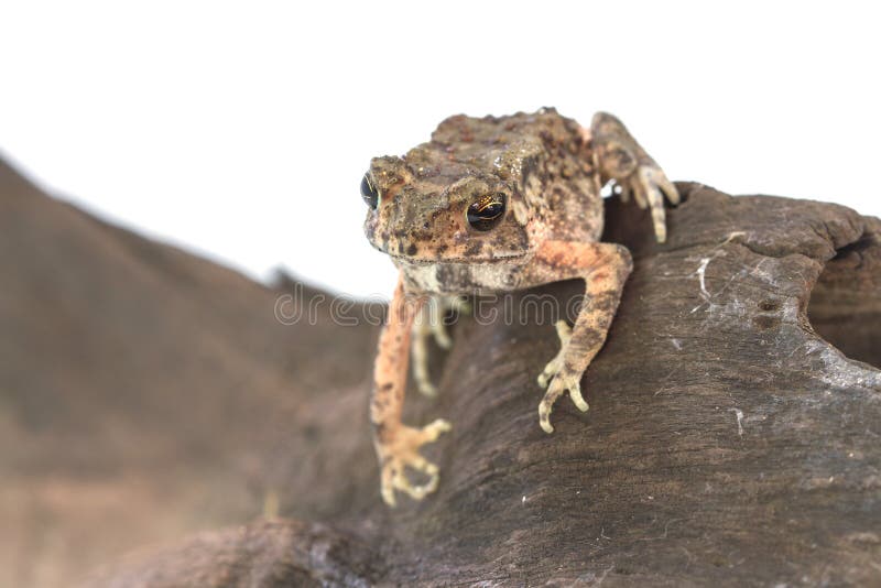Asian Common Toad On White Background Stock Photo - Image of common ...