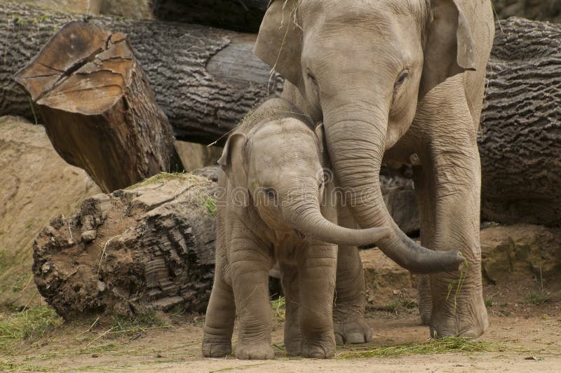 Young Elephant Forward Facing Stock Photo - Image of elephant, wildlife ...