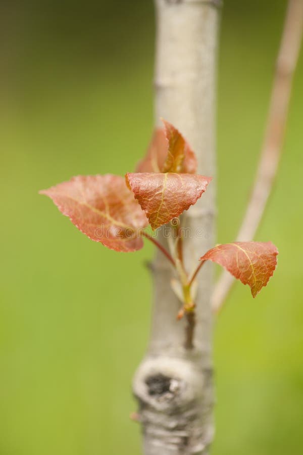 Young Aspen Leaves with Blurred Sapling Stock Photo - Image of ...