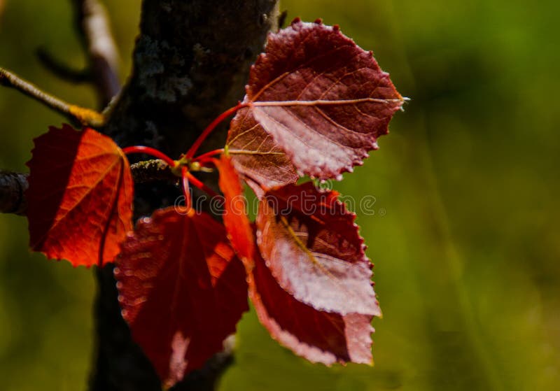 Young aspen leaves stock image. Image of orange, leaves - 94268063