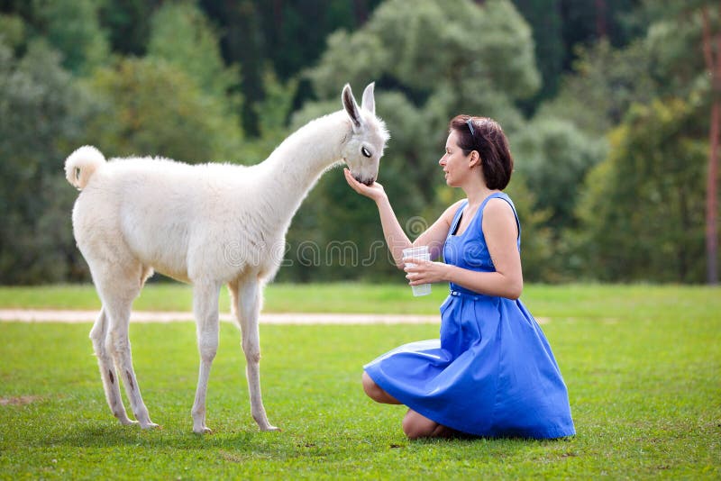 Young Attractive Woman Feeding Baby Lama Stock Image - Image of blue ...