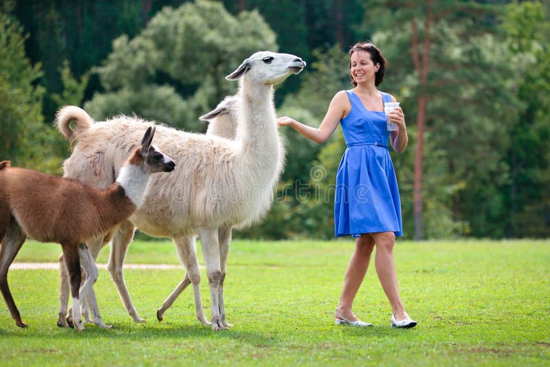 Young Attractive Woman Feeding a Group of Lama Stock Image - Image of ...