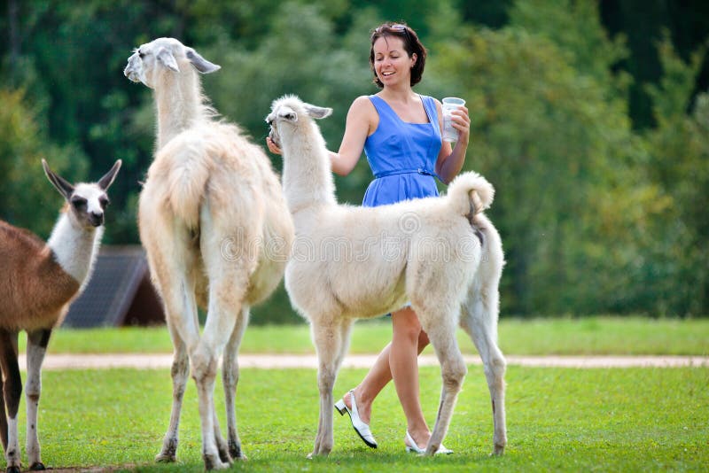 Young Attractive Woman Feeding Baby Lama Stock Photo - Image of land ...