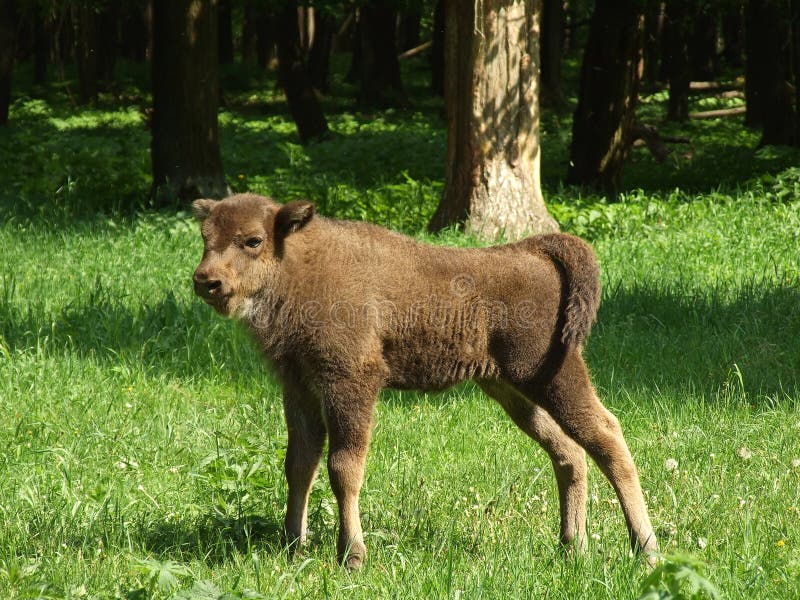 Young aurochs stock photo. Image of summer, trees, aurochs - 22055408