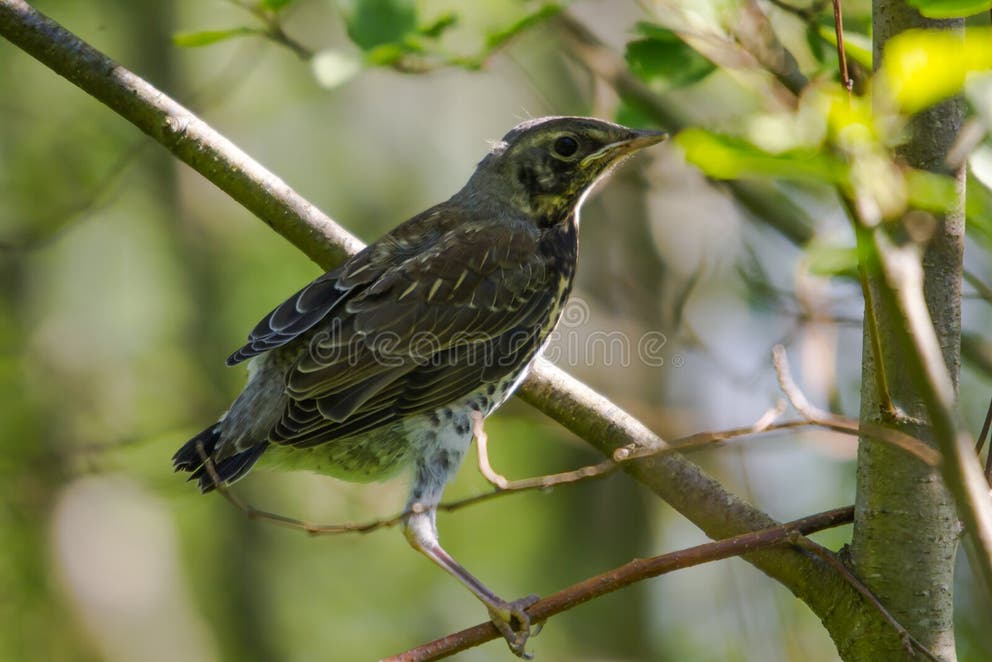 Young B Fieldfare stock image. Image of summer, habitat - 96375569