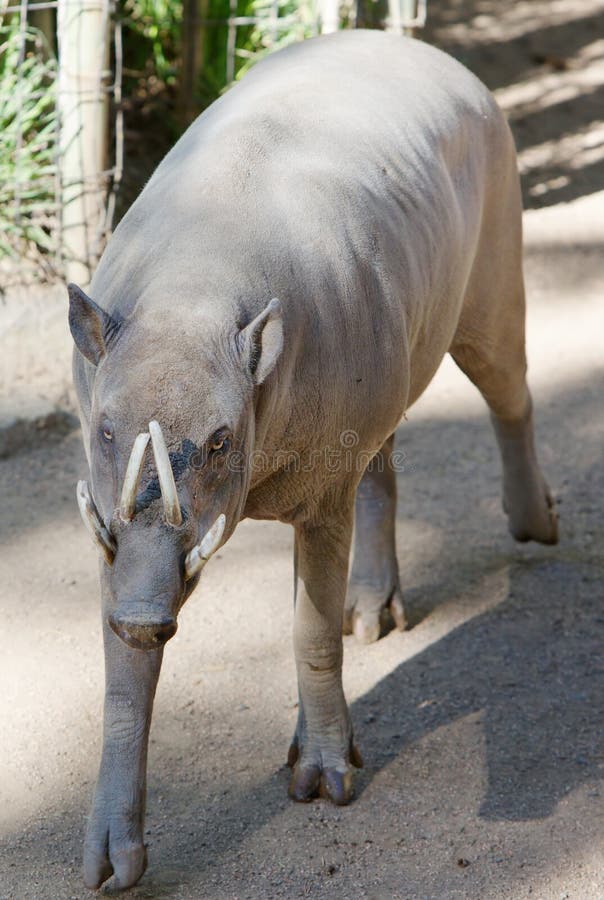Young Babirusa male pig stock image. Image of tail, walking - 28209411