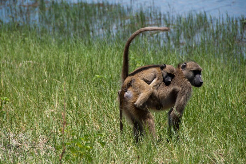 Young Baboon on Back stock image. Image of subsaharan - 19384983