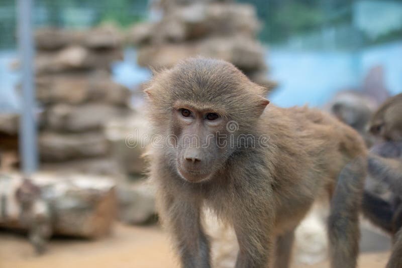 Baboon close up stock image. Image of nose, wildlife - 79517875