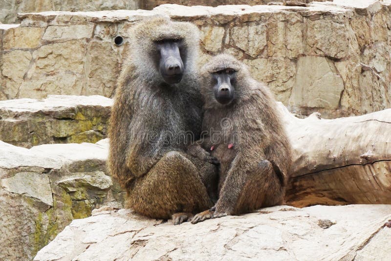 Young baboon couple stock photo. Image of wildlife, hair - 151380618