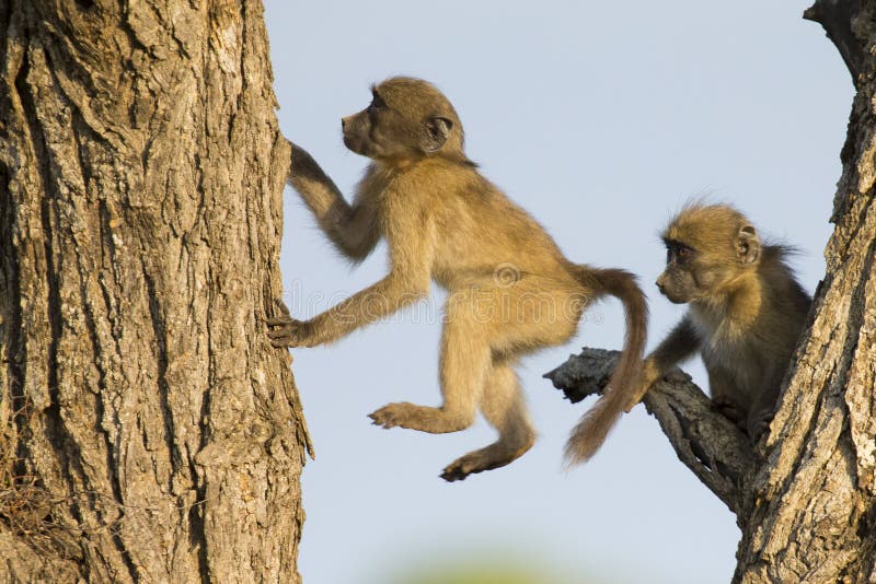 Young Baboons Play and Jump in a Tree Stock Image - Image of anubis ...
