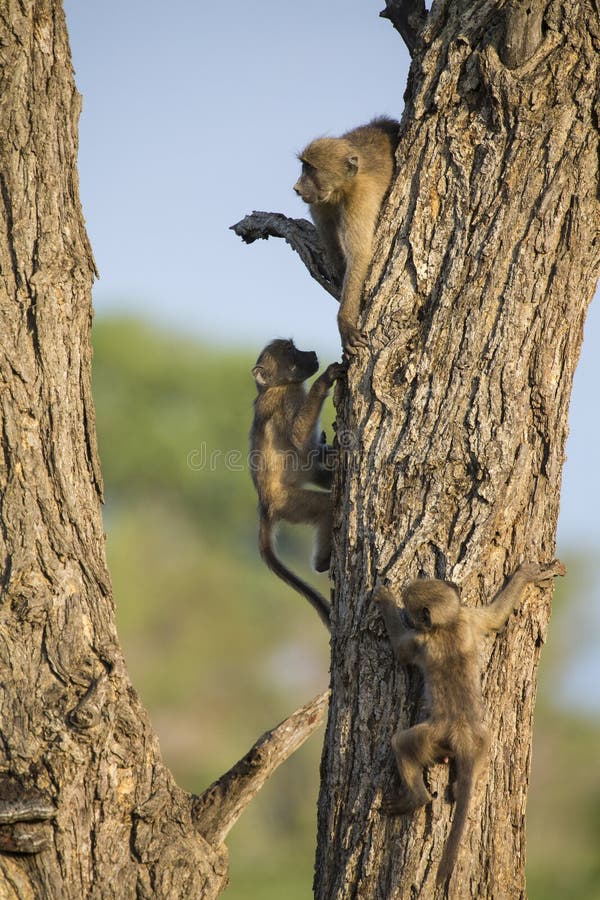 Young Baboons Play and Jump in a Tree Stock Photo - Image of hair ...