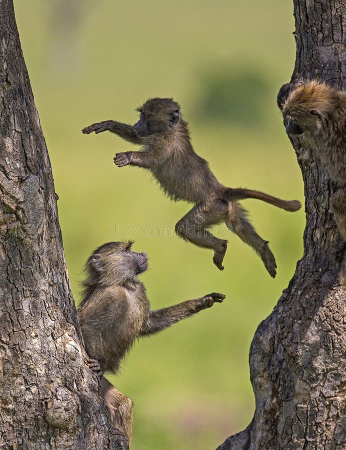 Young Baboons Playing, Masaimara, Africa Stock Image - Image of nature ...