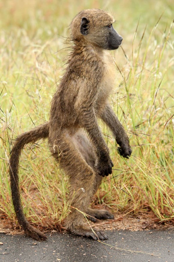 Monkey Standing Up