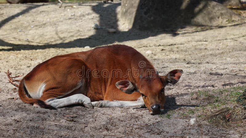Young Baby Banteng, Bos Javanicus or Red Bull is a Type of Wild Cattle ...