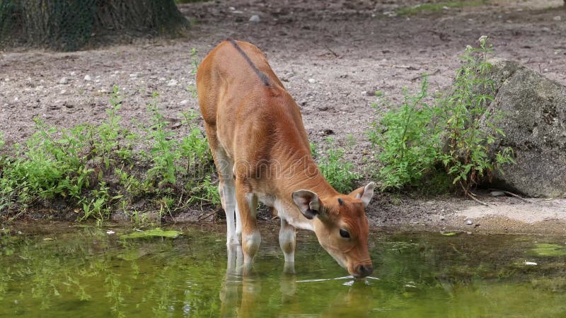 Young Baby Banteng, Bos Javanicus or Red Bull is a Type of Wild Cattle ...