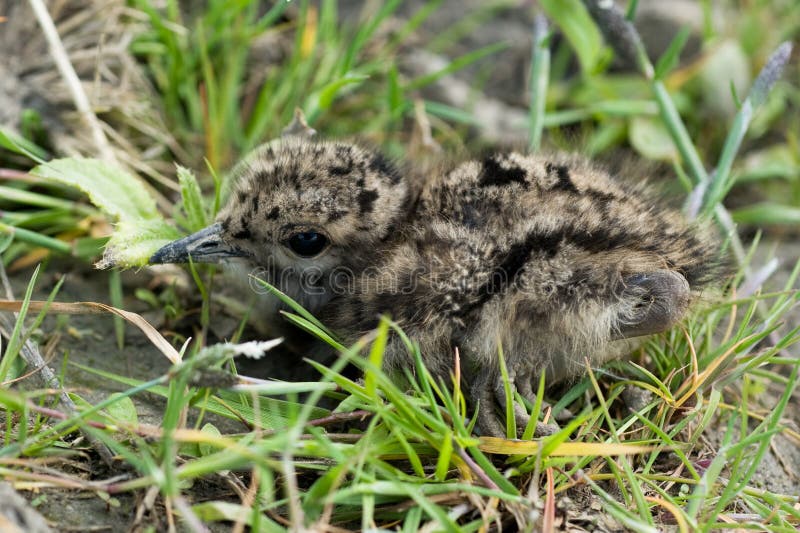Young Baby Bird of a Lapwing Stock Photo - Image of care, protection ...