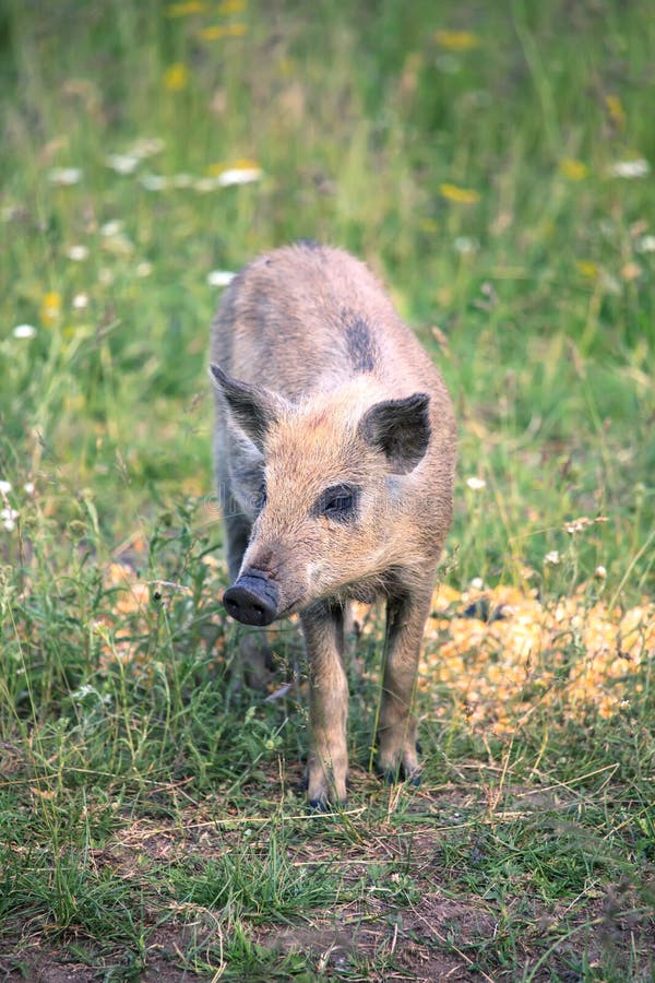 Wild Boar Pig Razorback Hog Stock Images - Download 132 Royalty Free Photos