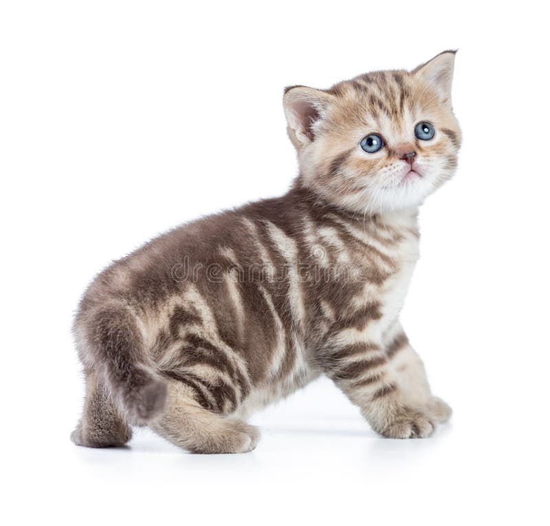 Young Cat Side View. Walking Tabby Kitten Isolated. Stock Image - Image ...