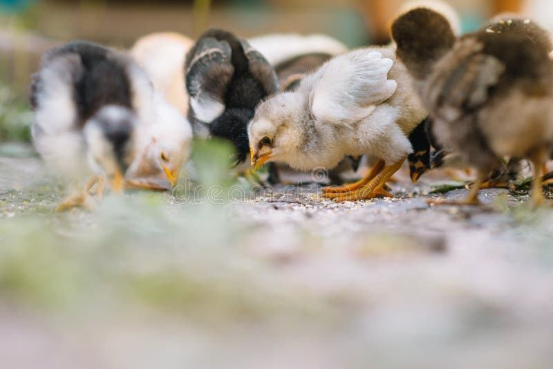 Young Baby Chicks , Factory for the Production of Eggs and Chickens ...