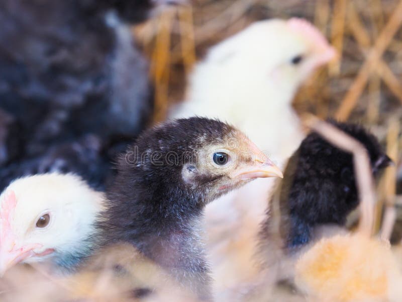 Young Baby Chicks stock image. Image of small, avian - 221810595