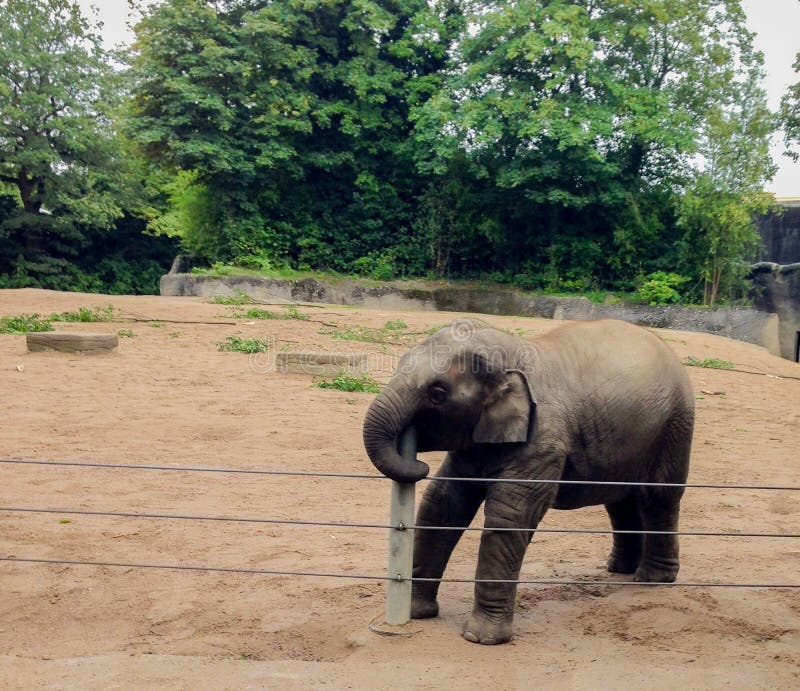 A Young Elephant Baby is Tasting the Fence Stock Image - Image of ...