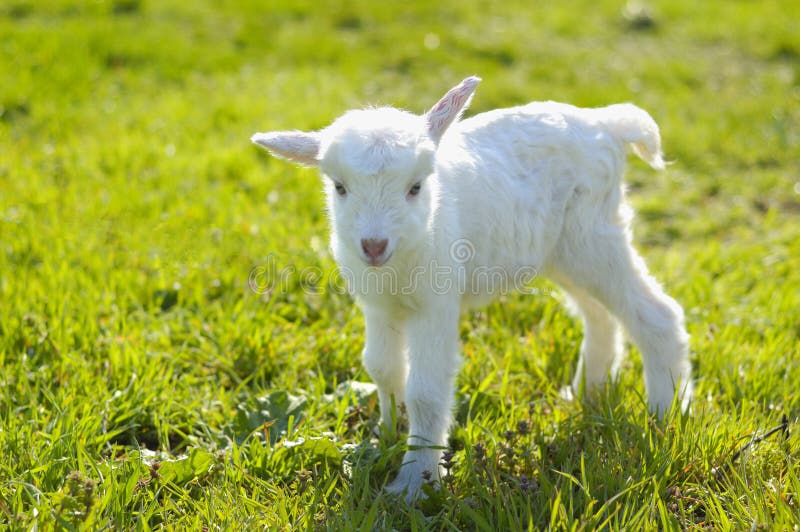 Young Baby Goat with Red Bow-knot Stock Photo - Image of celebration ...