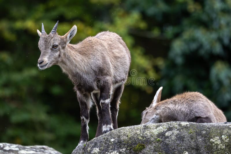 Young Baby Mountain Ibex or Capra Ibex on a Rock Stock Image - Image of ...