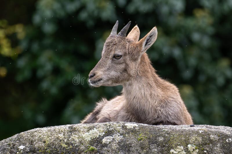 Young Baby Mountain Ibex or Capra Ibex on a Rock Stock Image - Image of ...