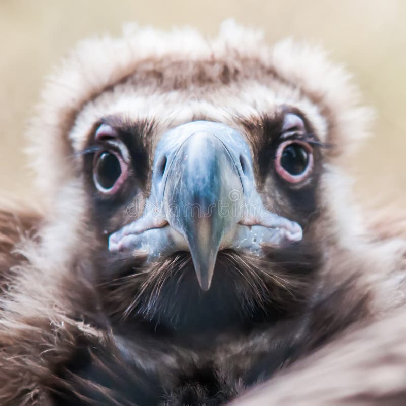 Young baby vulture raptor stock photo. Image of young - 40080722