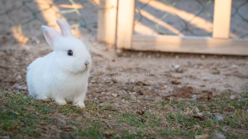 Young White Rabbit in the House Garden Grass Stock Image - Image of ...
