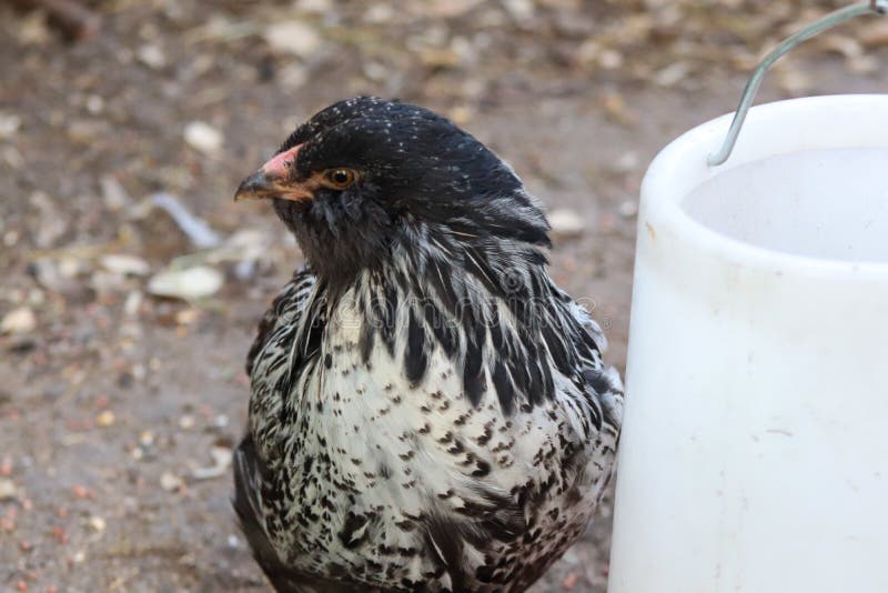 Easter Egger Chicken Breed Stock Photos - Free & Royalty-Free Stock Photos from Dreamstime