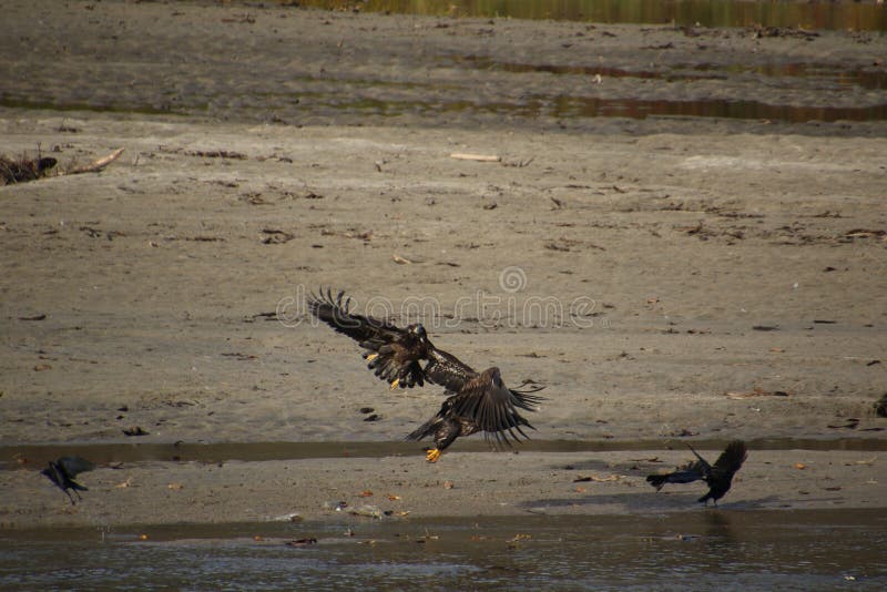 A Young Bald Eagle Flying at Another Eagle Stock Image - Image of ...