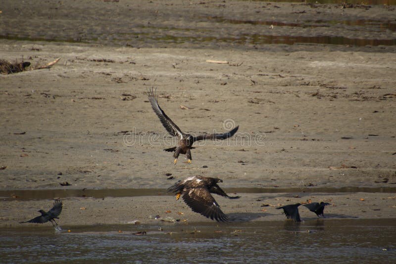 A Young Bald Eagle Flying at Another Eagle Stock Photo - Image of wild ...