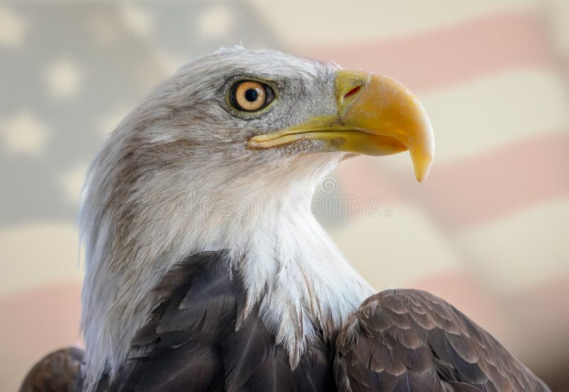American Bald Eagle In Front Of American Flag Stock Photo - Image of ...