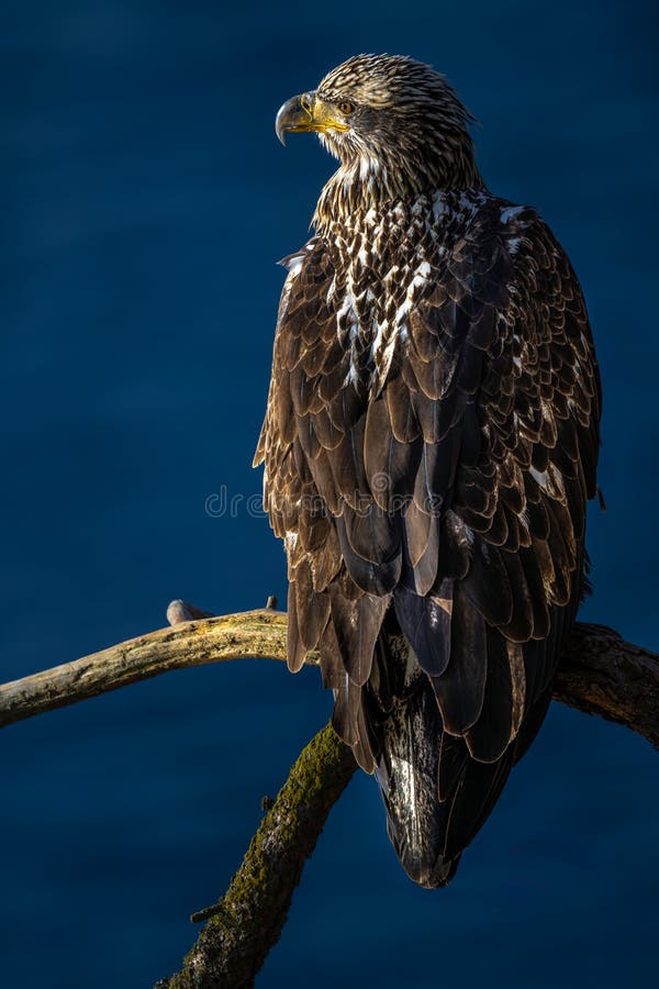 Young Bald Eagle on a Tree Branch Stock Photo - Image of captured, beak ...