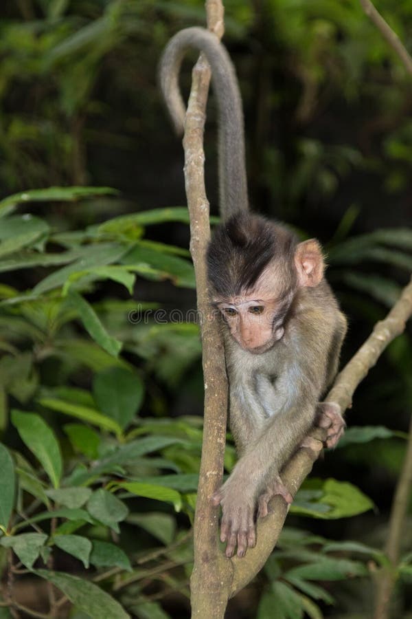 Long-tailed Macaque Family stock image. Image of south - 23124097