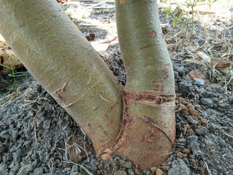 Young Balsa Tree, the Trunk is Green with Branches from Below Stock ...