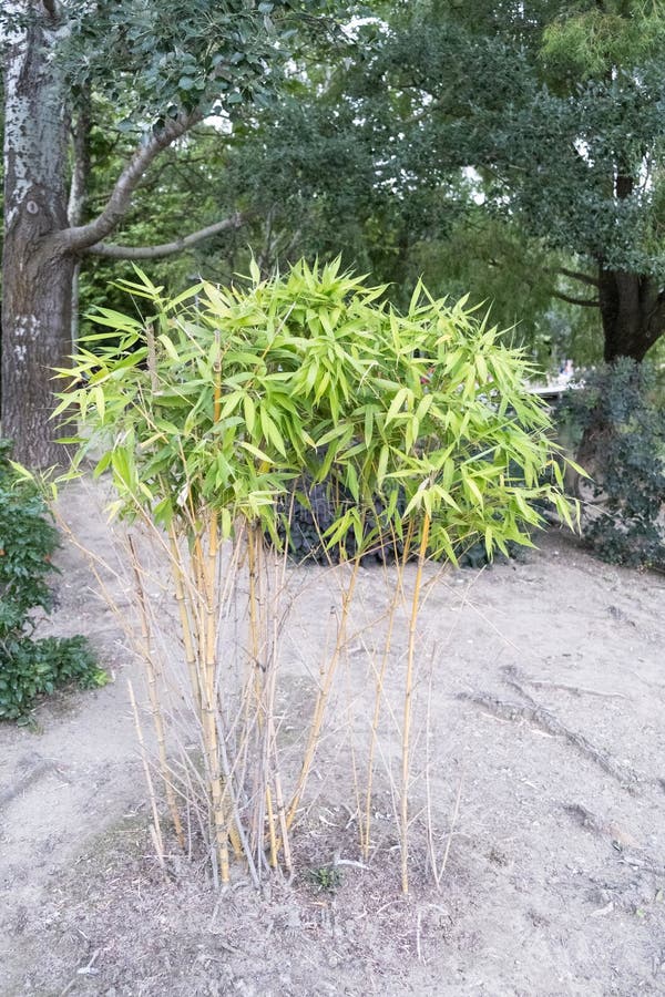 Young Bamboo Bush in the Park Stock Photo - Image of botanical, outdoor ...