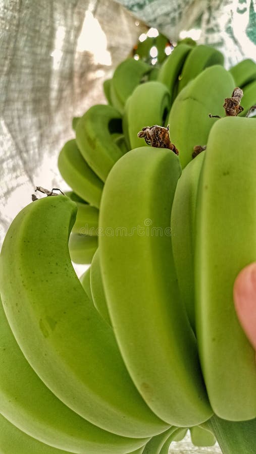 Young Banana Fruit Still on the Tree and Wrapped in Plastic Sacks Stock ...