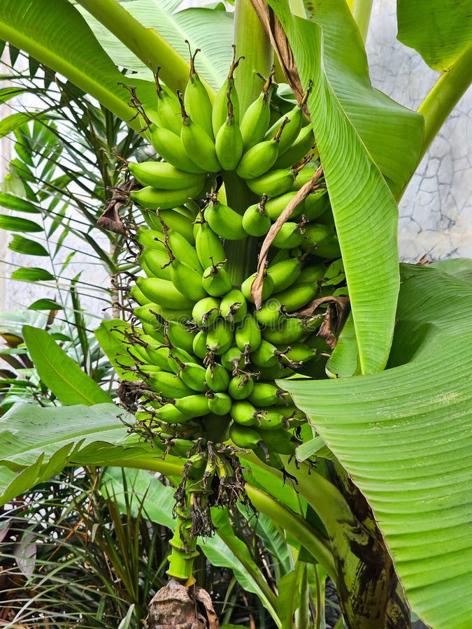 Young Banana Fruit on the Tree Stock Photo - Image of shrub, fresh ...