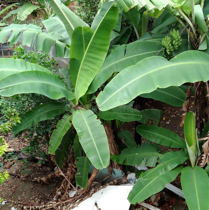 Young Banana Leaf Trees and There are Trees that Bear Fruit Stock Photo ...
