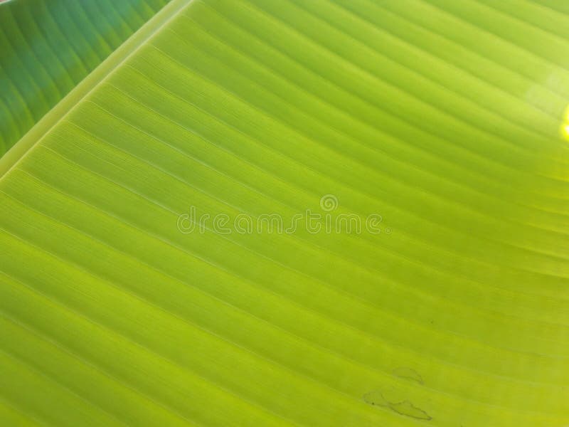 Young Banana Leaves with a Fresh Green Color Stock Photo - Image of ...