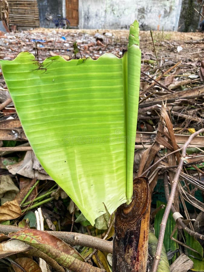 A Young Banana Shoot stock photo. Image of decorative - 249709070
