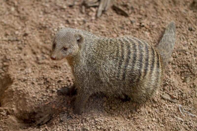 Young Banded Mongoose stock image. Image of people, nonurban - 106398451