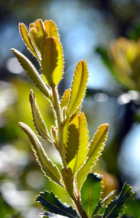 Young Banksia Leaves Back Lit by Sunlight Stock Photo - Image of green ...
