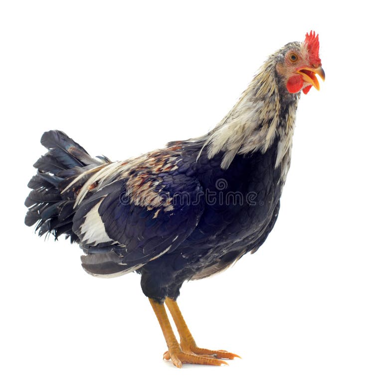 4,599 Bantam Rooster Stock Photos - Free & Royalty-Free Stock Photos ...