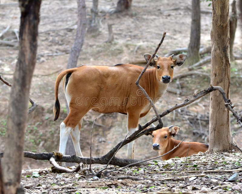 Banteng stock photo. Image of horn, nature, cattle, wildlife - 48879822